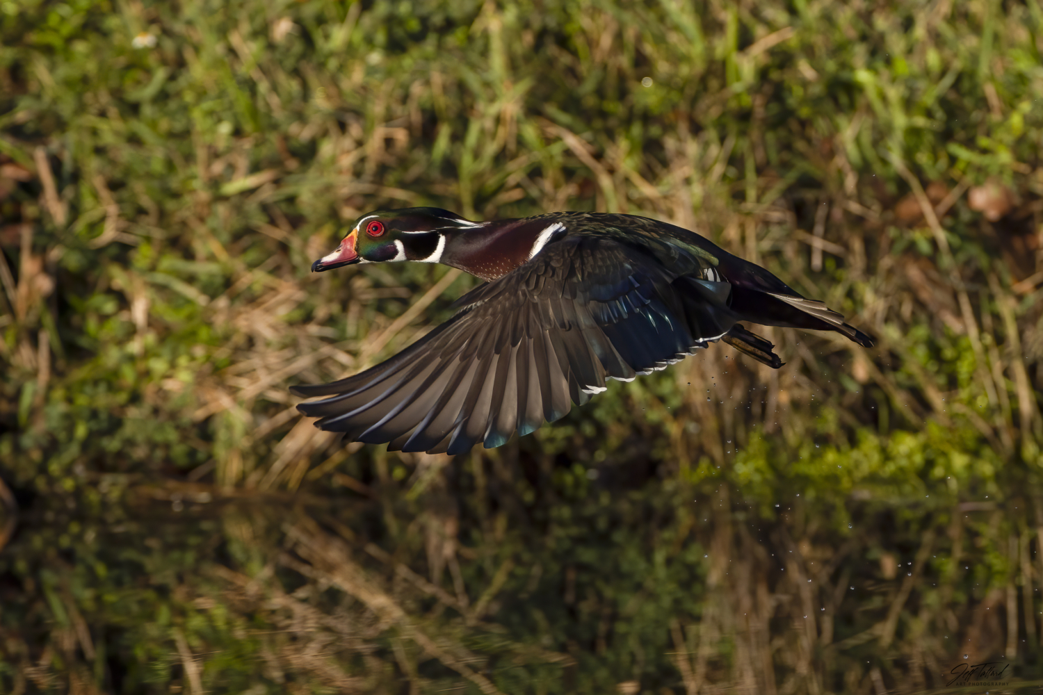 Wood Duck in Flight – Jeff Tallard Art Photography