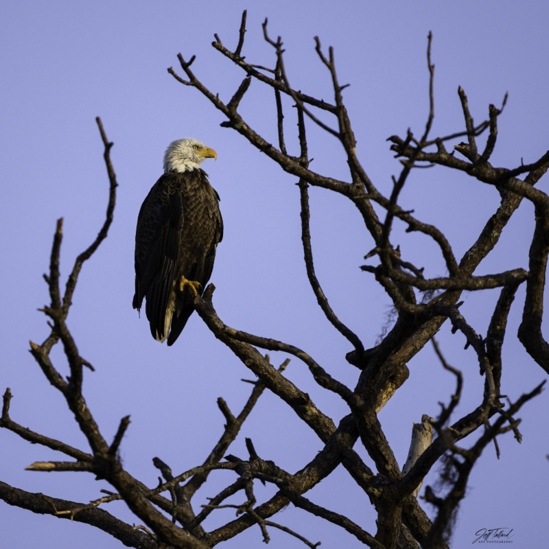 Bird Photo Gallery – Jeff Tallard Art Photography